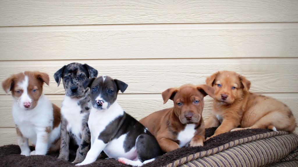 How to Choose the Perfect Puppy for Your Family – k9sales